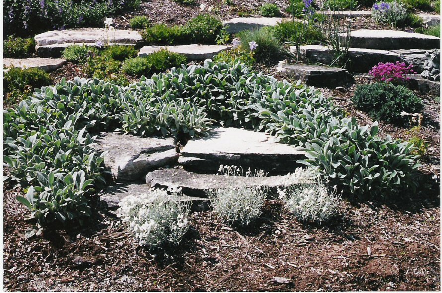 Desertscape Landscaping